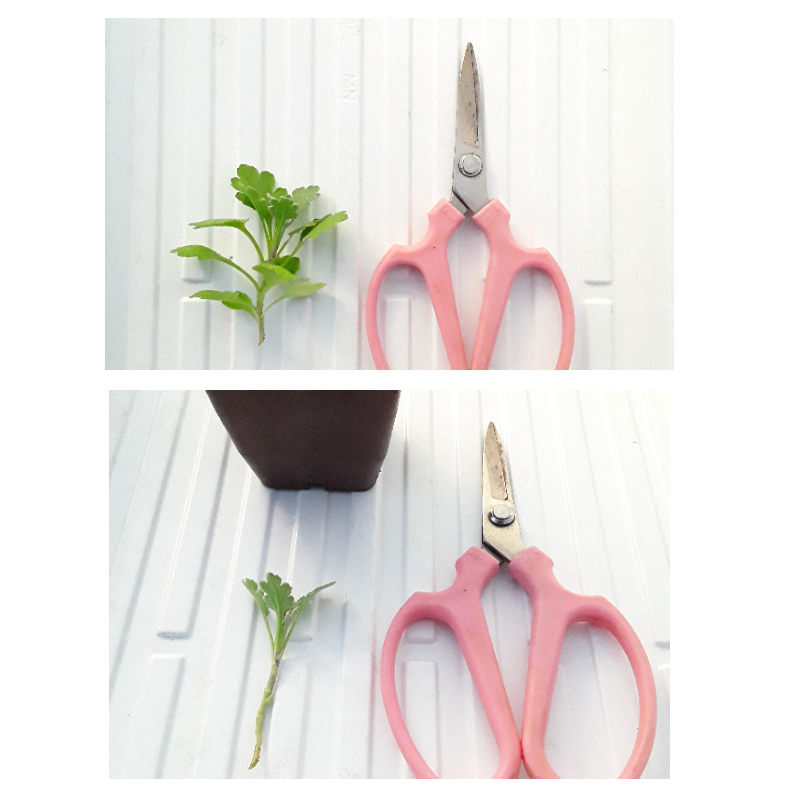 Easily Propagate Your Favorite Plants: Here's How