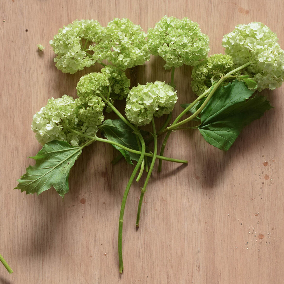 Creating Functional Flower Recipes for More Efficient Ordering