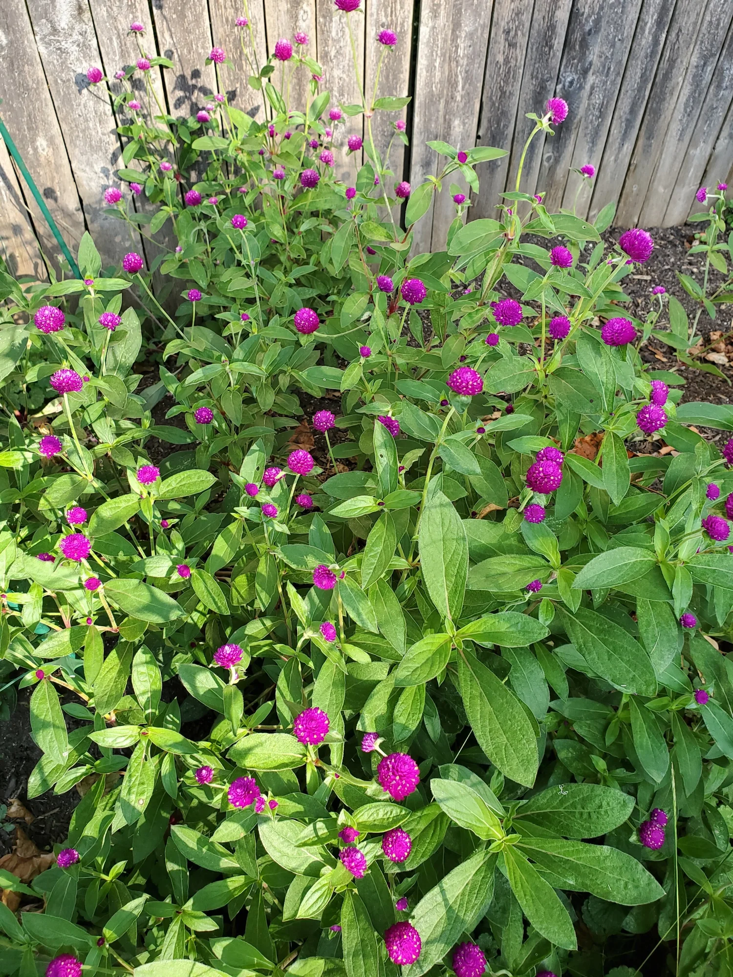 Flower Spotlight: How to Grow Gomphrena