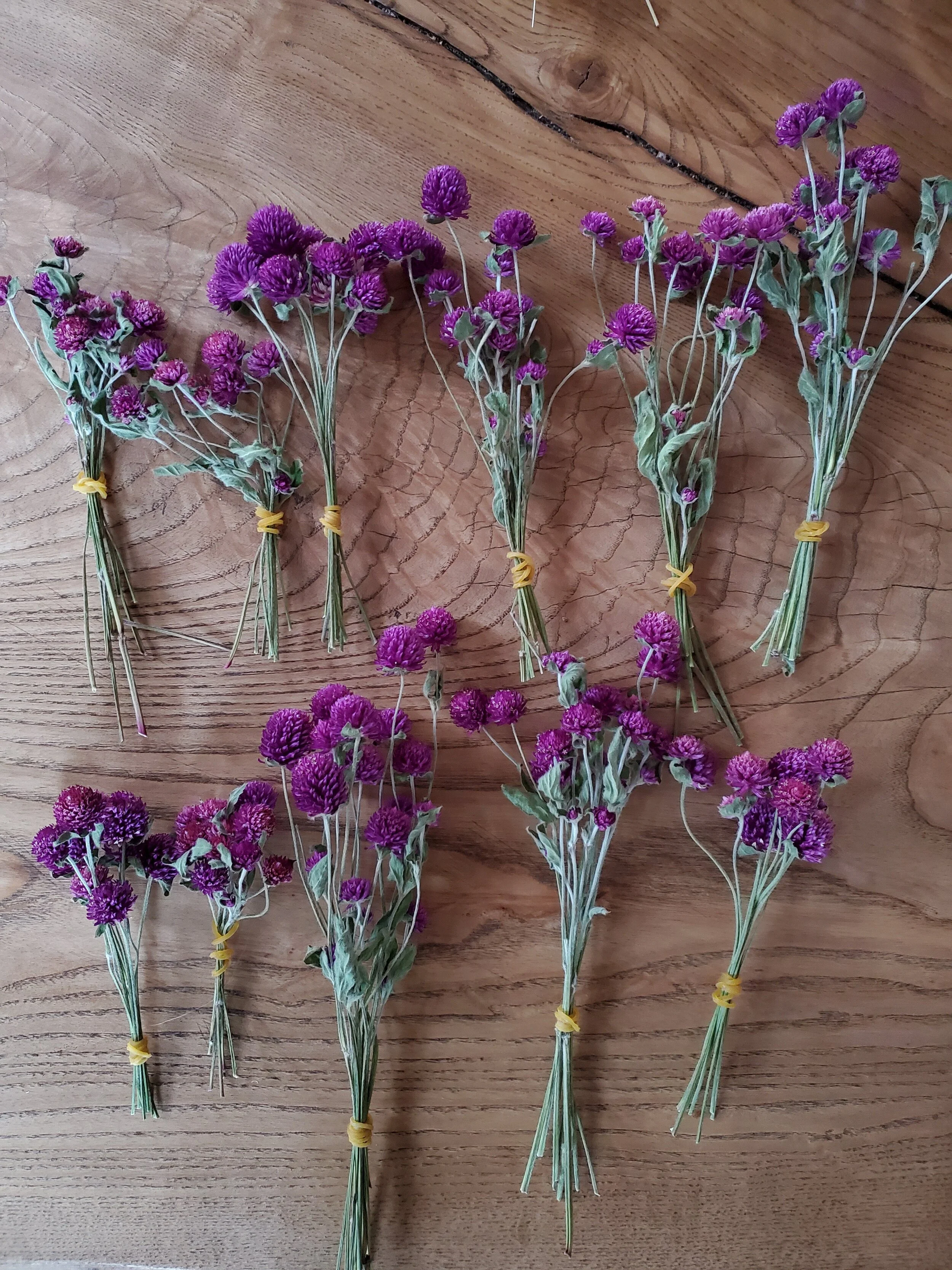 Flower Spotlight: How to Grow Gomphrena