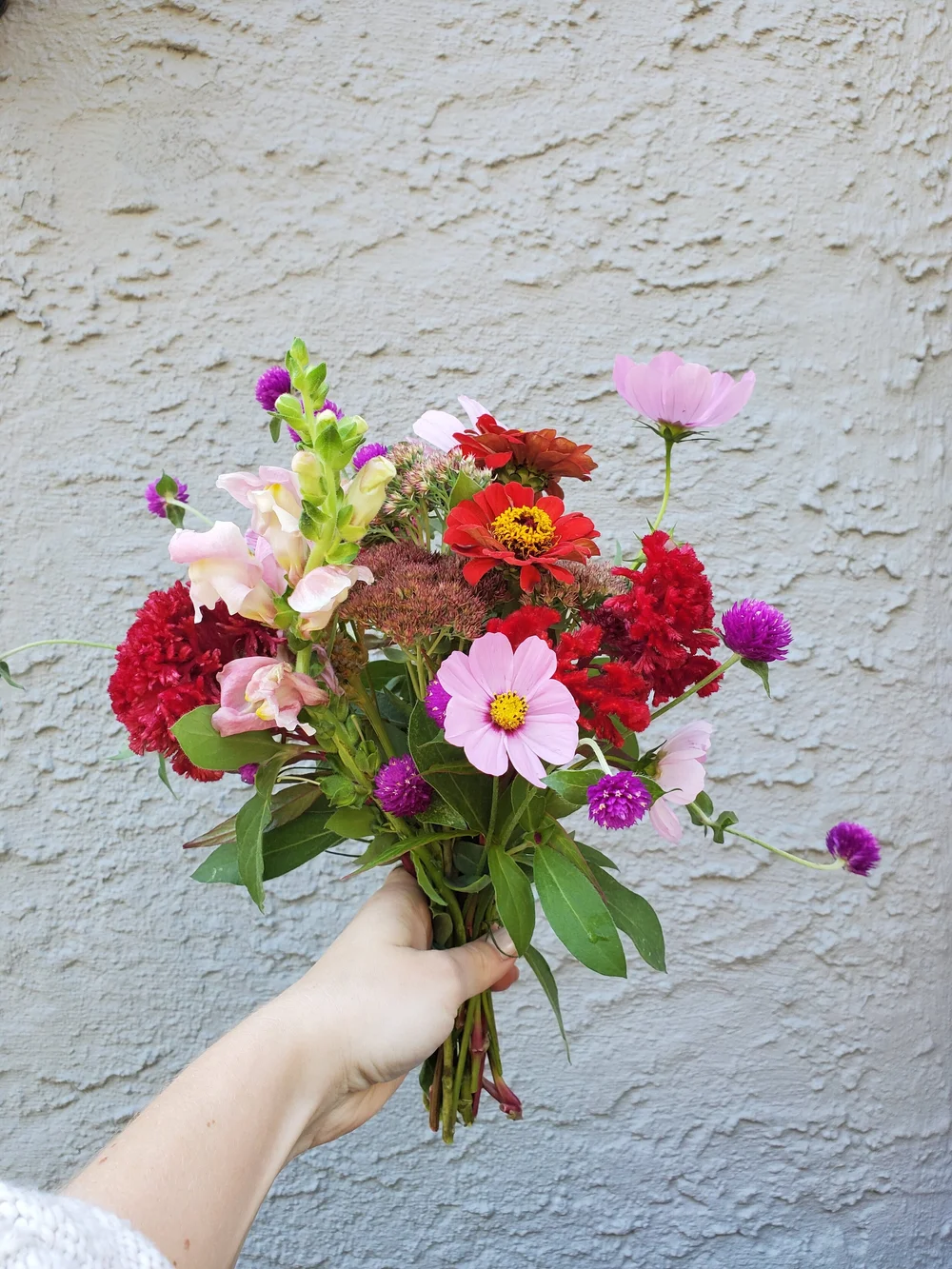 Flower Spotlight: How to Grow Gomphrena