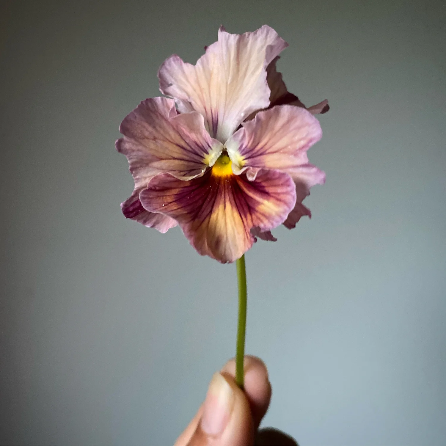 Growing Children and Pansies with Three Brothers Blooms