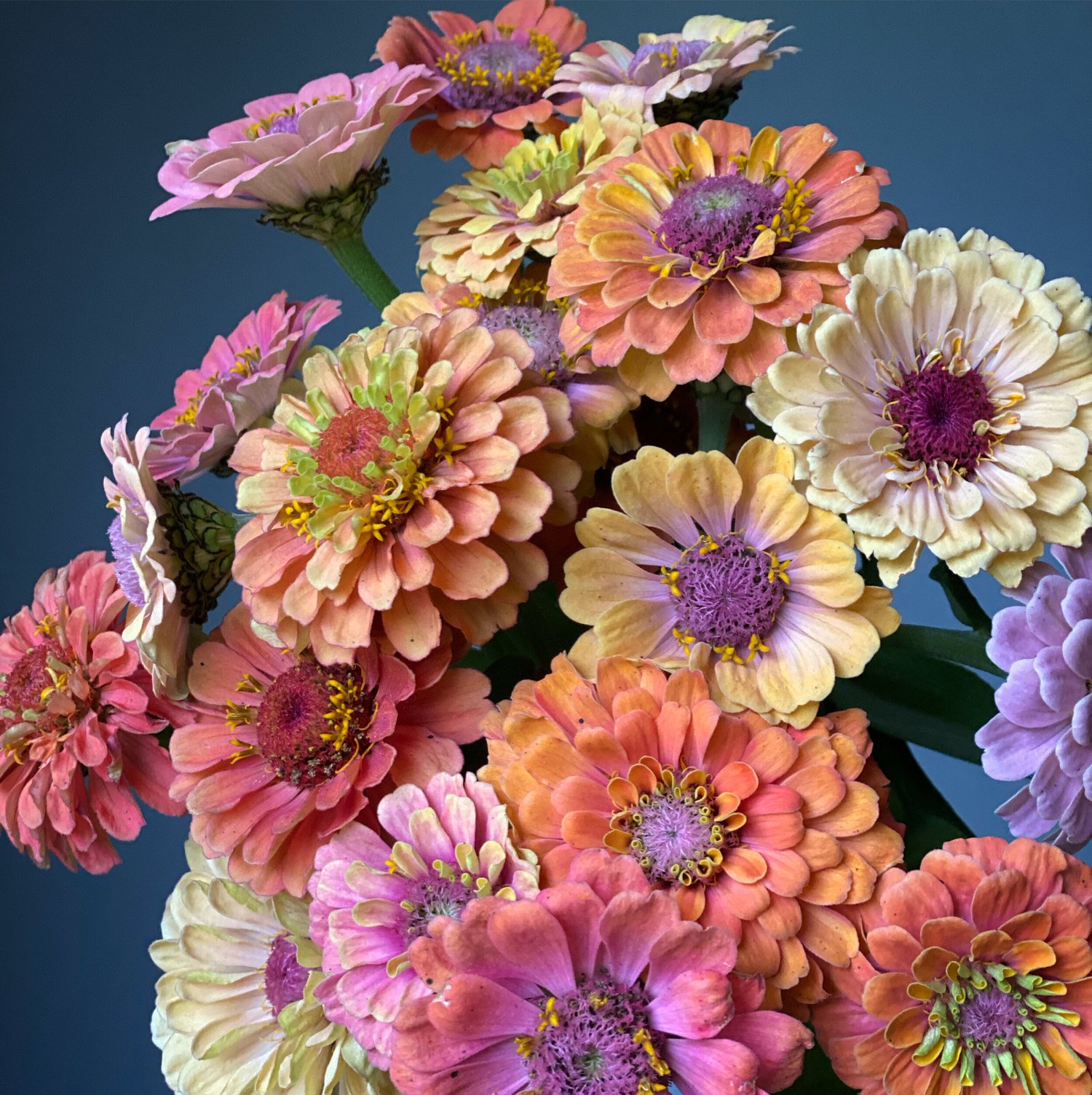 Growing Children and Pansies with Three Brothers Blooms