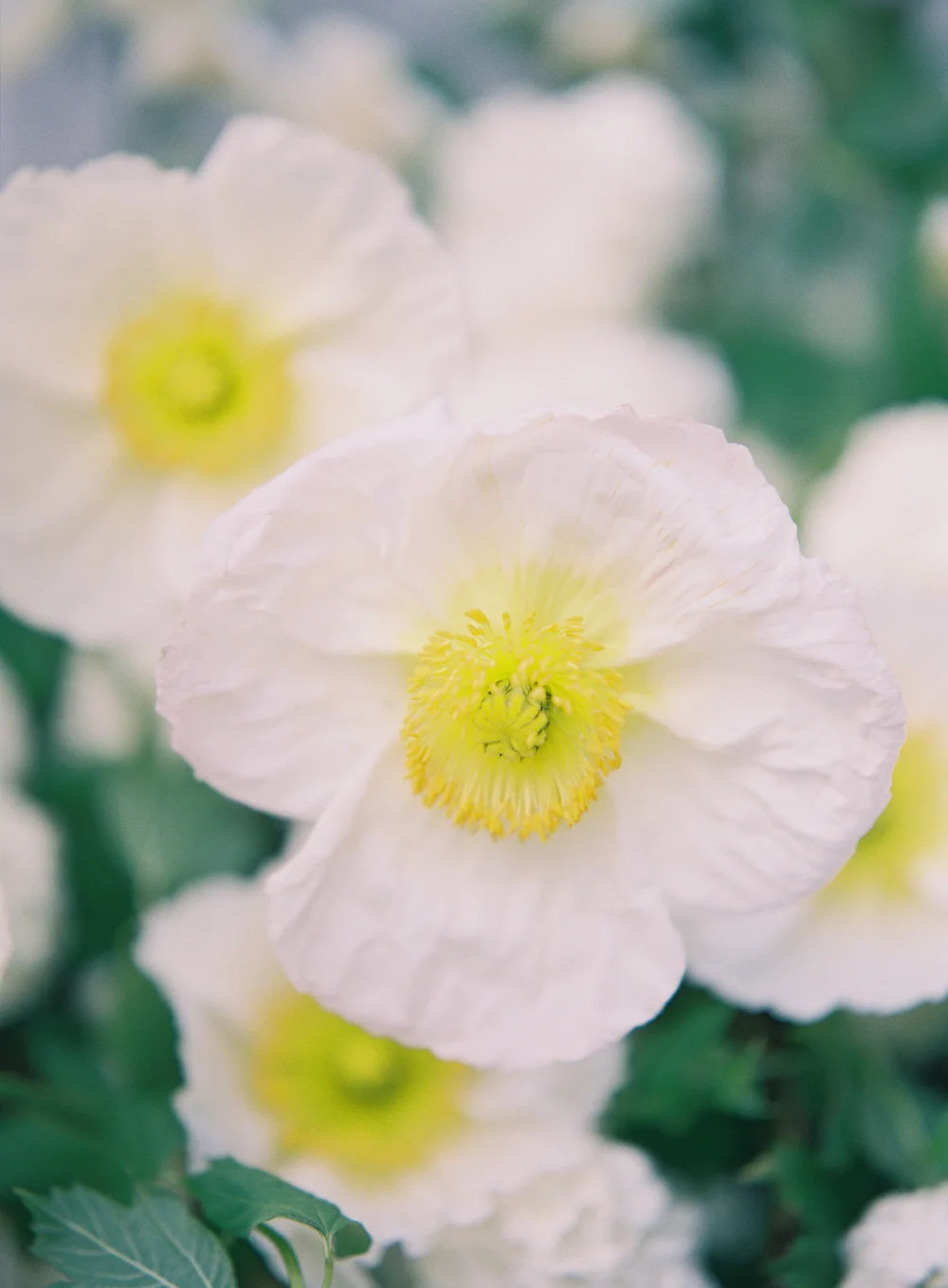 Well-Loved Flower Substitutions for Popular Blooms