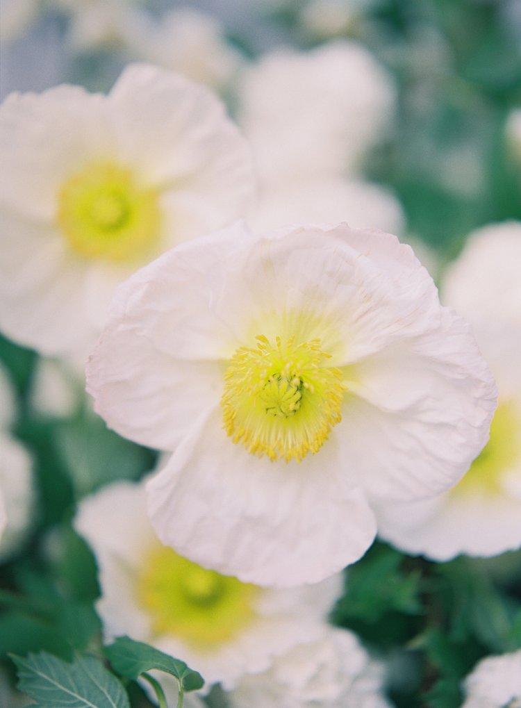 Well-Loved Flower Substitutions for Popular Blooms