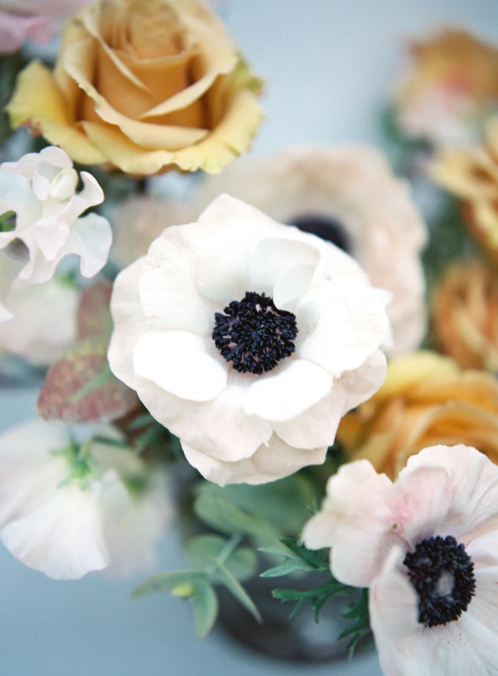 Well-Loved Flower Substitutions for Popular Blooms