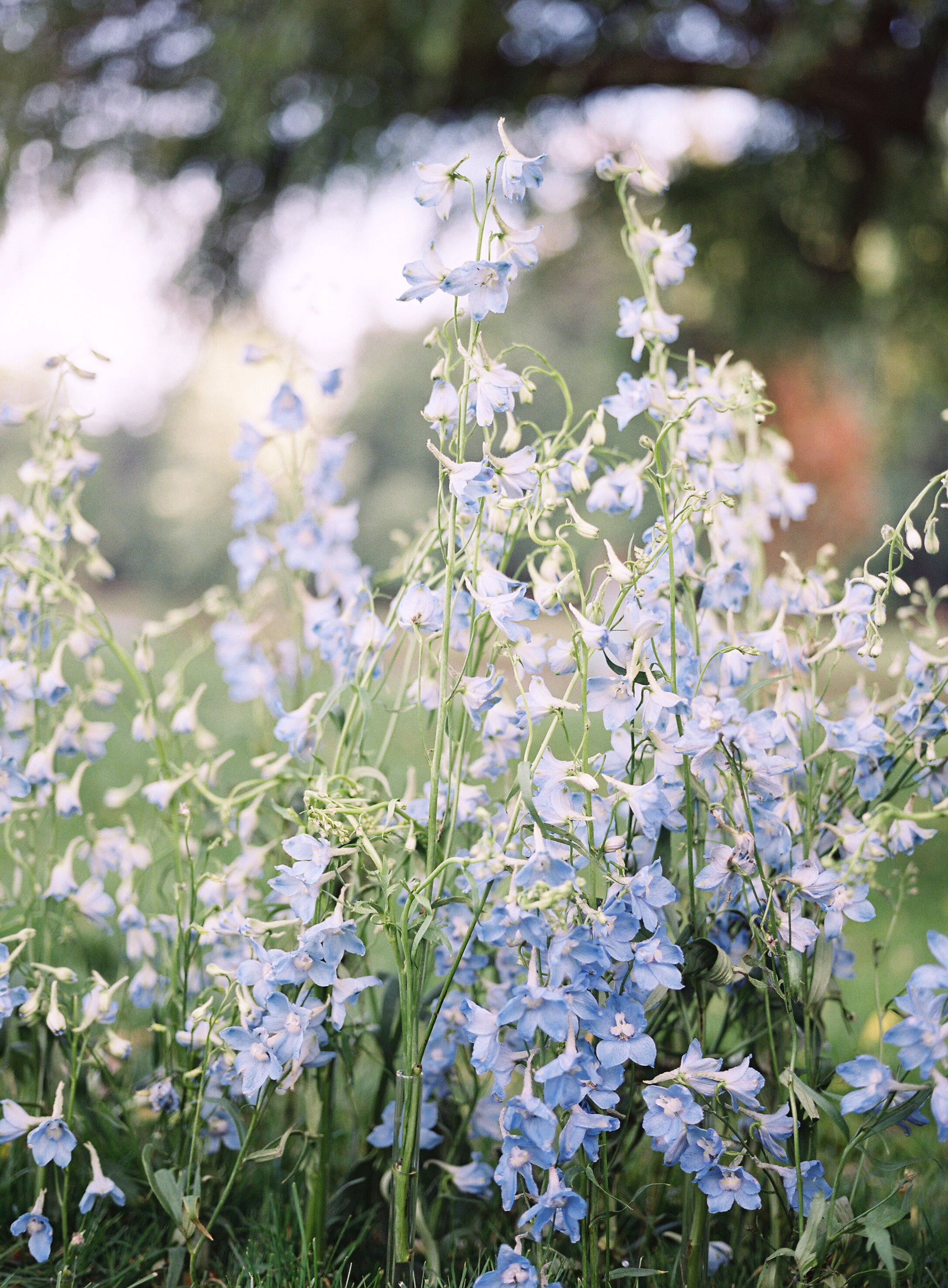 Well-Loved Flower Substitutions for Popular Blooms
