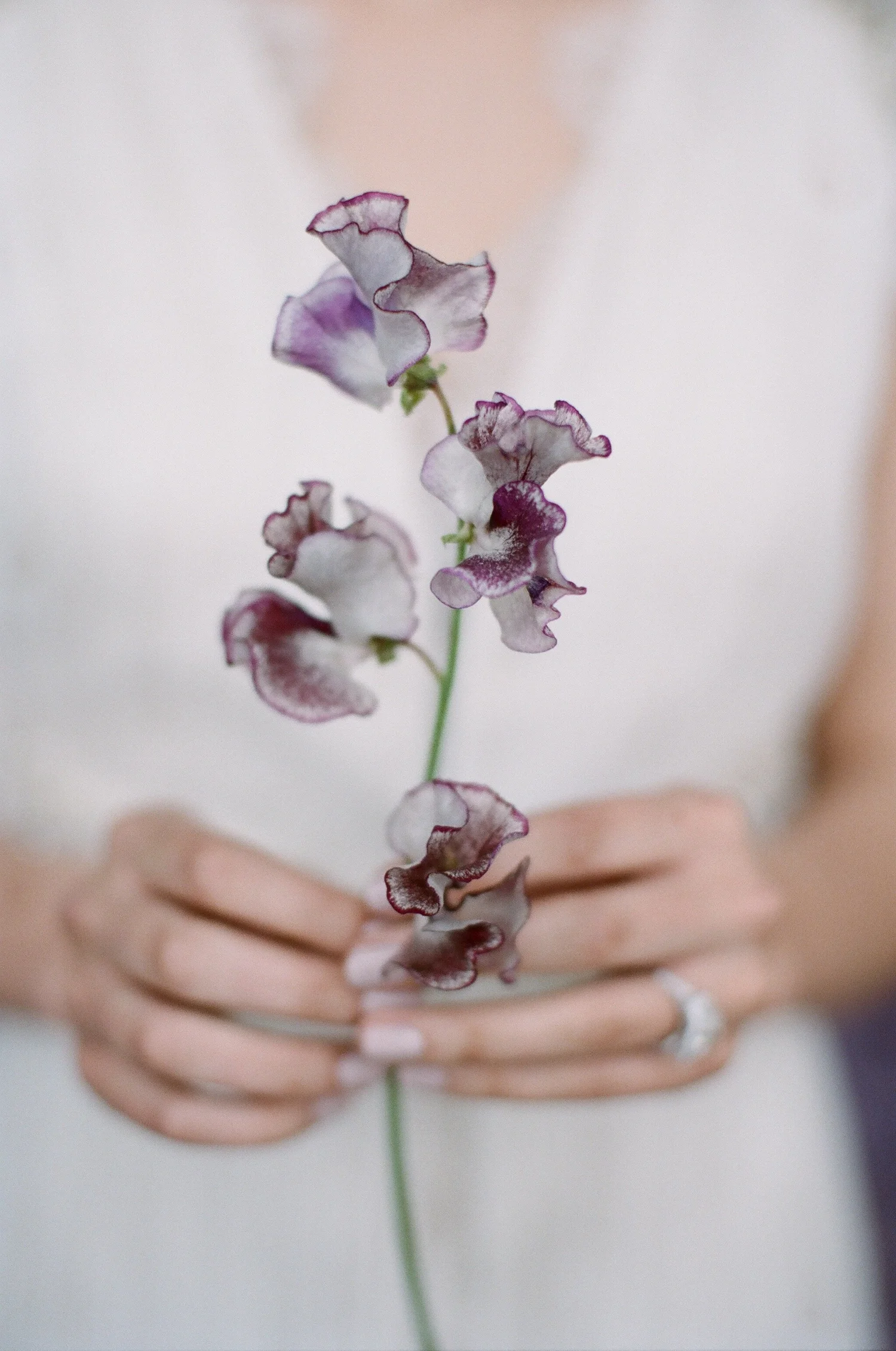Well-Loved Flower Substitutions for Popular Blooms