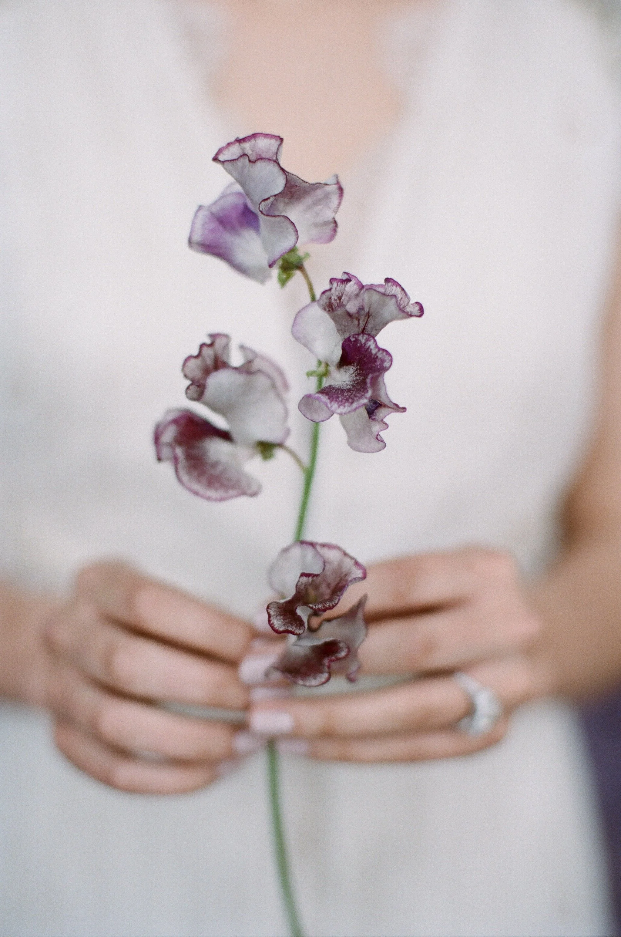 Well-Loved Flower Substitutions for Popular Blooms