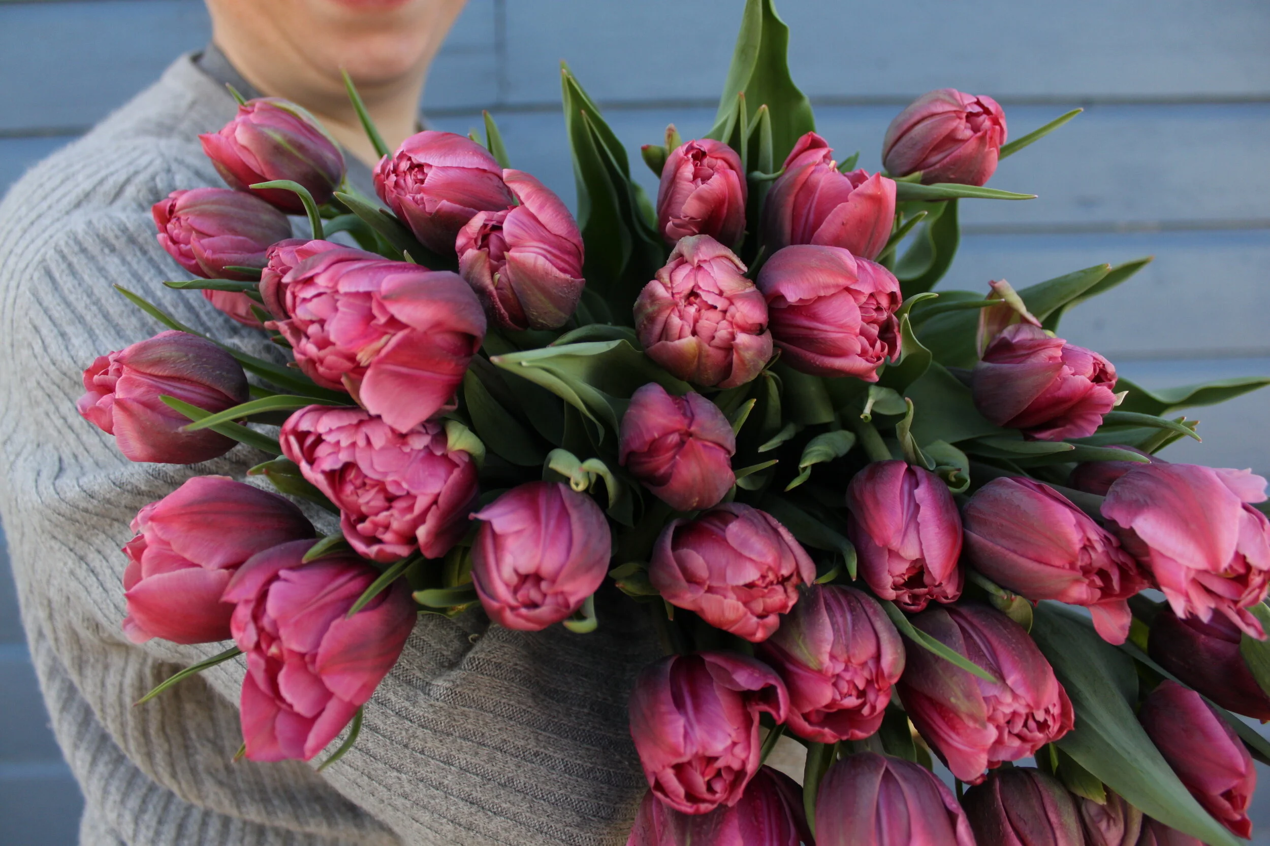 How to Grow Tulips the Flower Farmer Way