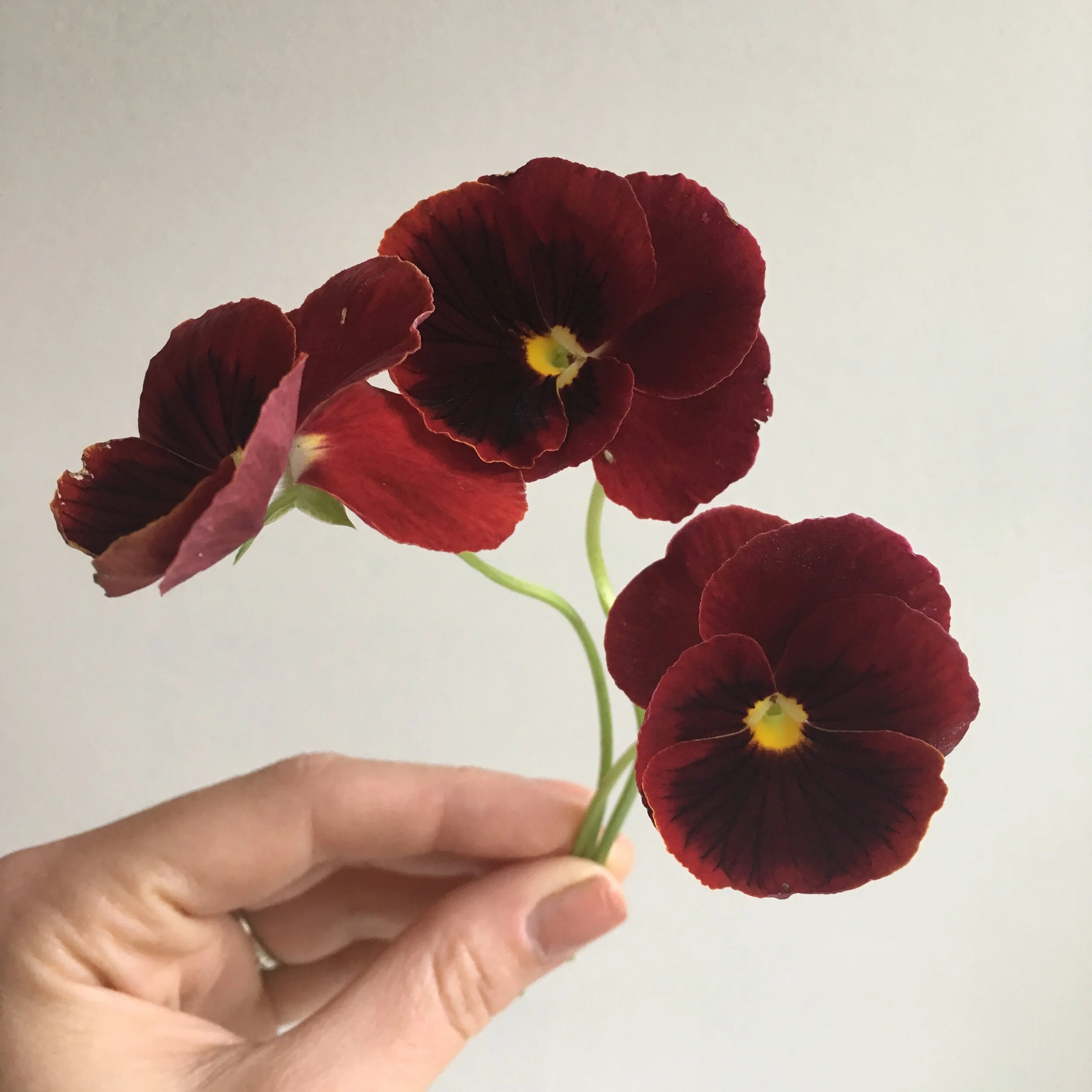 Full List of the Best Filler Flowers for Floral Arrangements