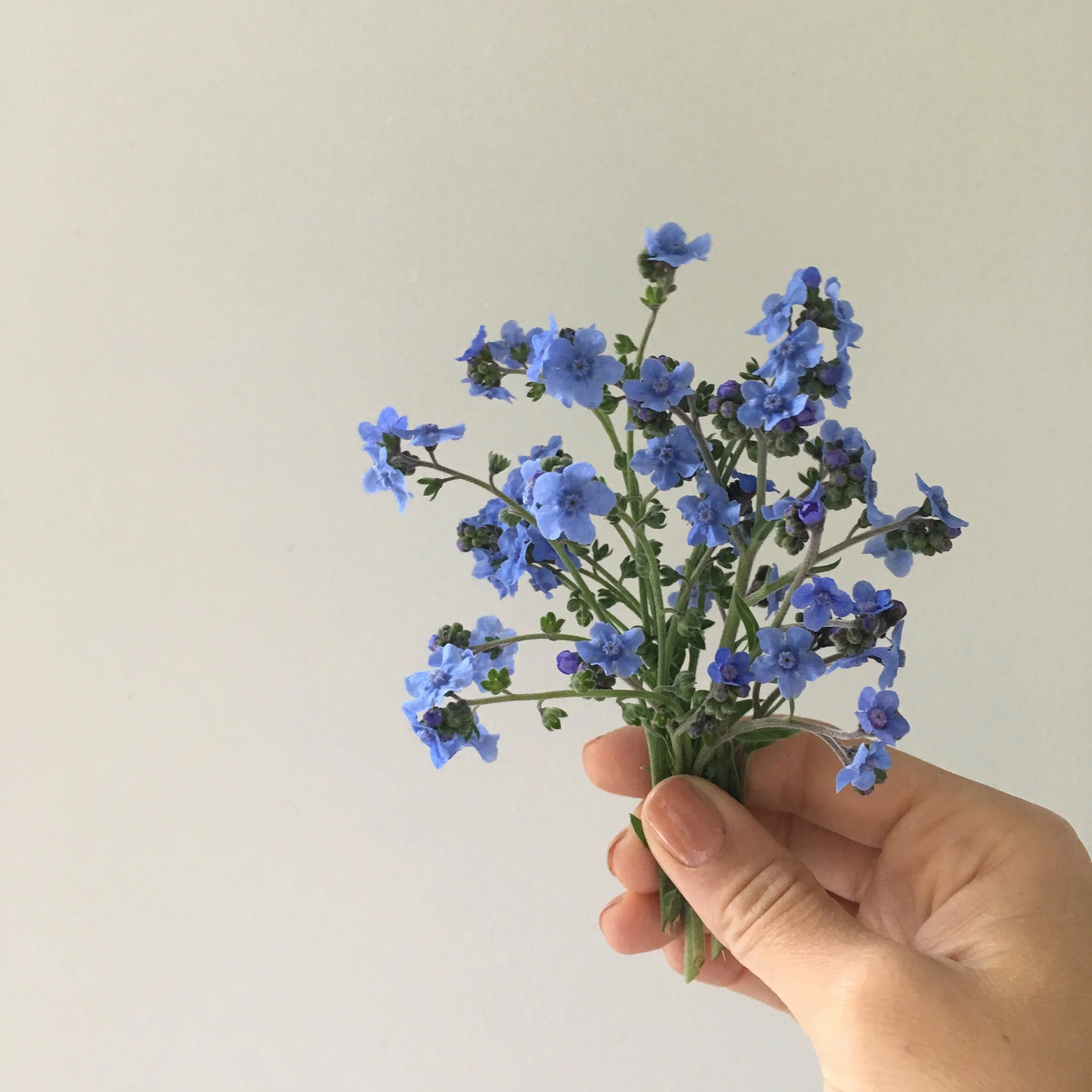 Full List of the Best Filler Flowers for Floral Arrangements