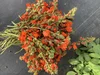 The In's and Out's of Foraging with Deidre Fraser