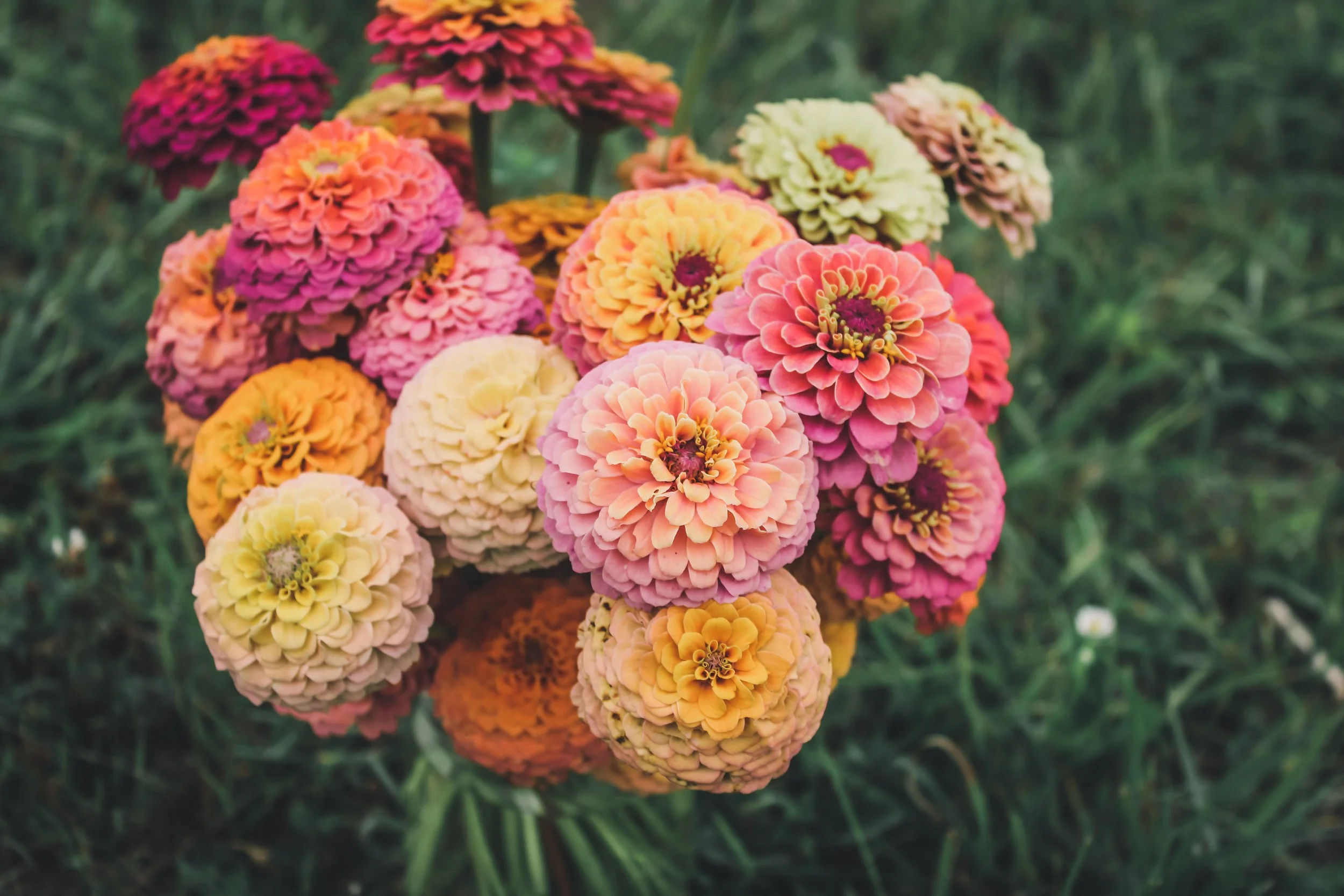 Tips for Seed Saving with Basket of Flowers Farm