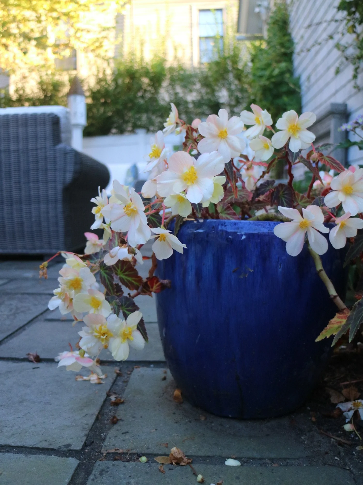 Top Tips for Growing Cut Flowers in Containers
