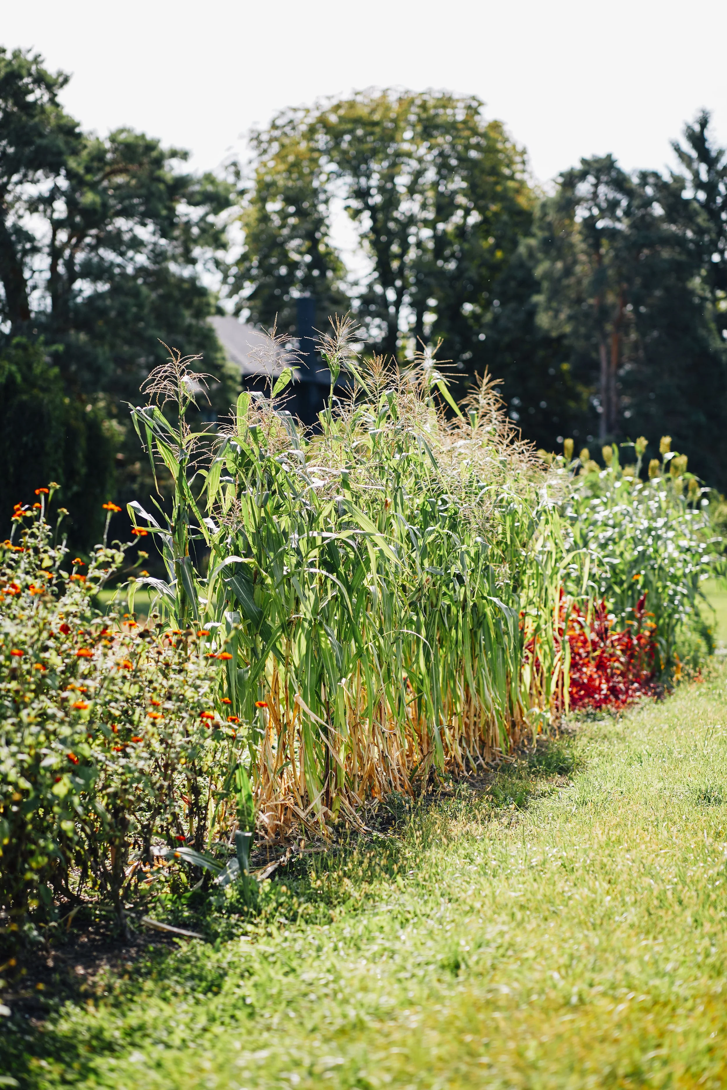 The In's and Out's of Foraging with Deidre Fraser