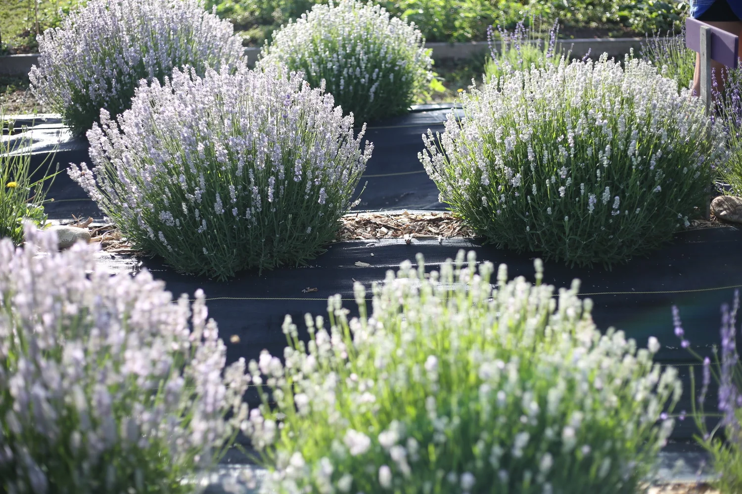 Your Guide to Growing Lavender the Flower Farmer Way