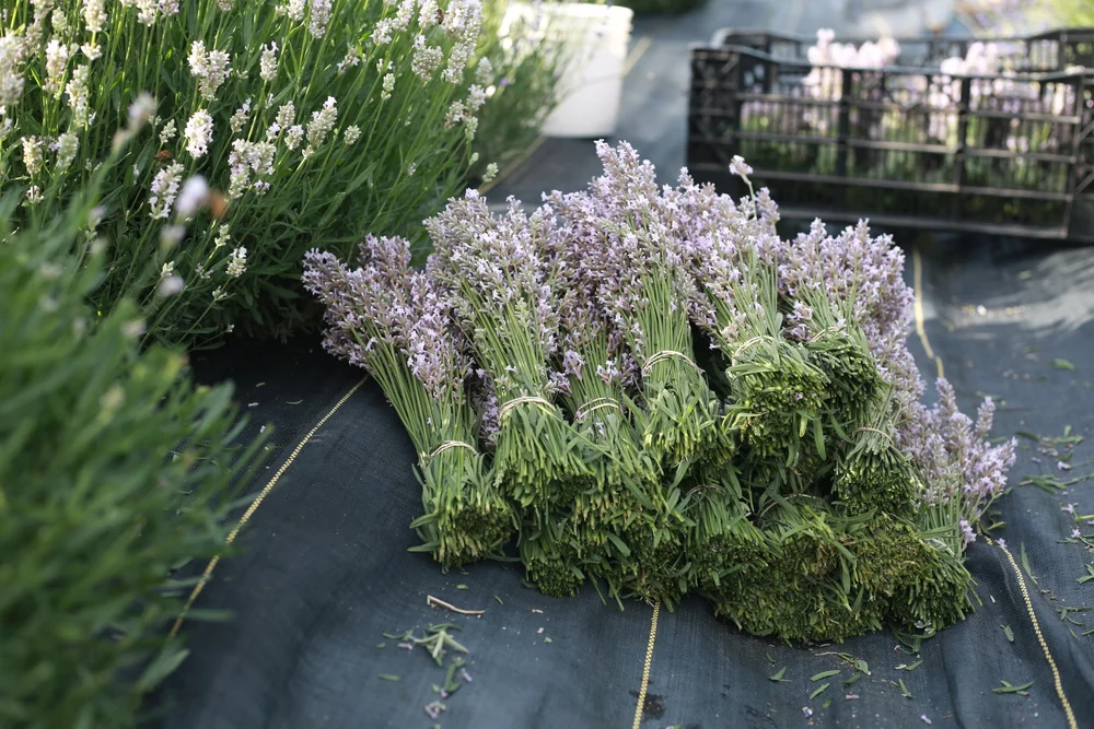 Your Guide to Growing Lavender the Flower Farmer Way
