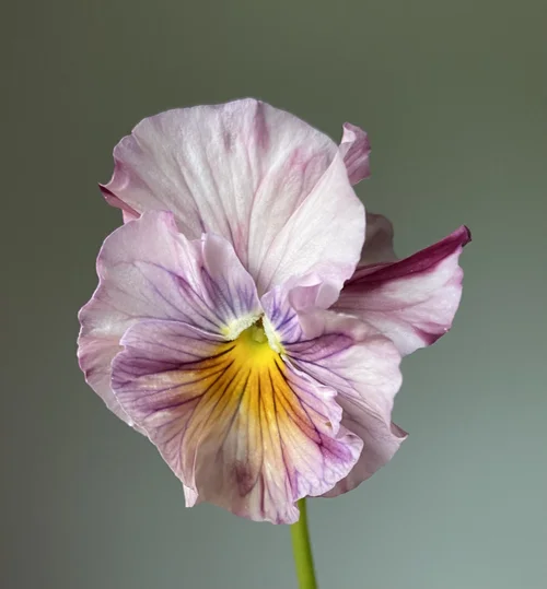 All About Pansies: How to Grow Them + A Variety Guide