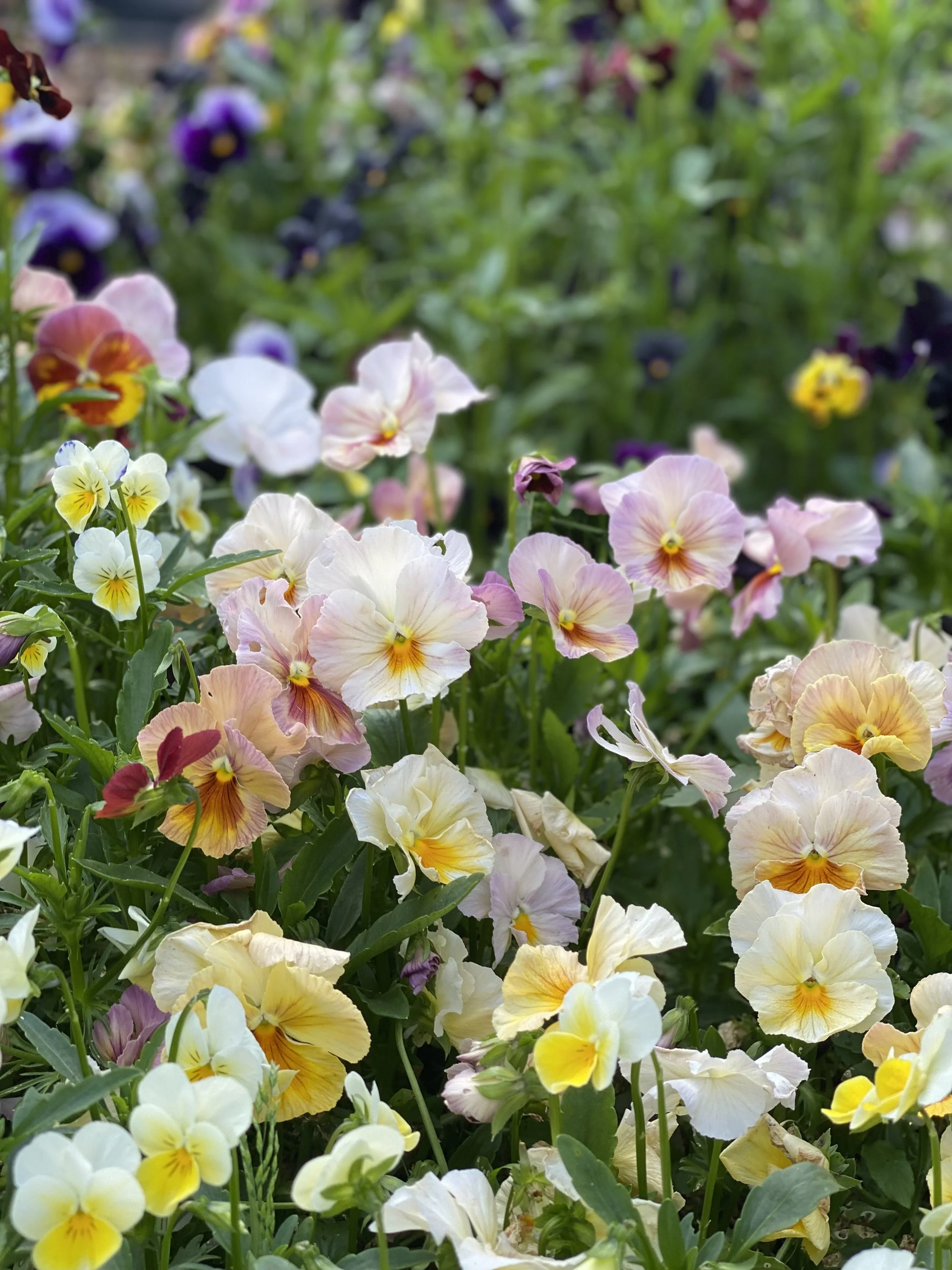 All About Pansies: How to Grow Them + A Variety Guide