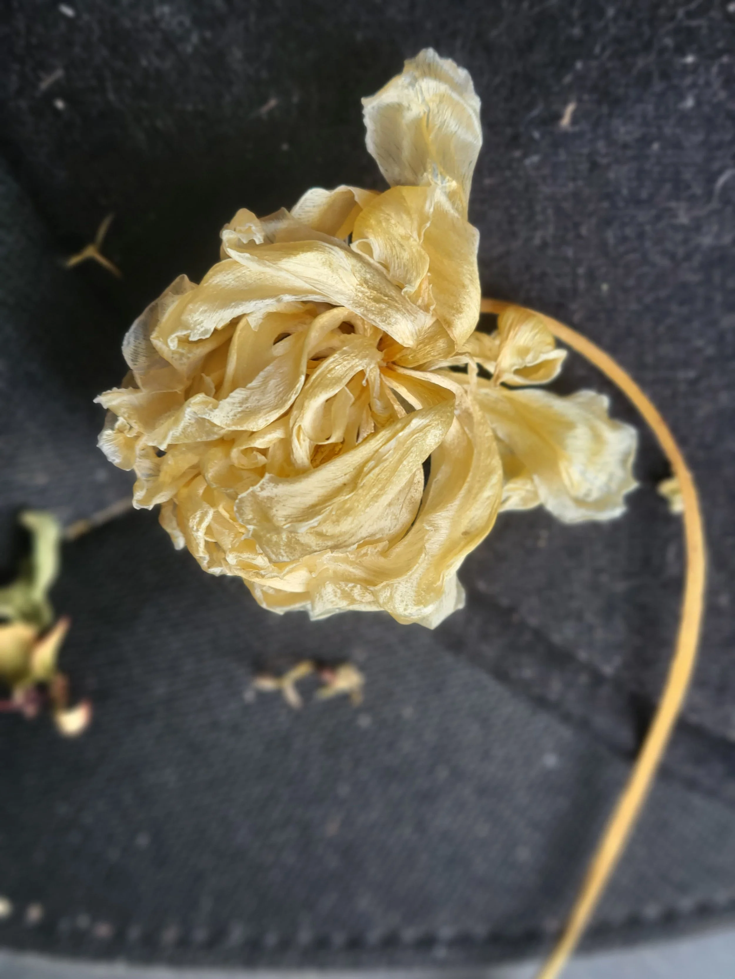 Unique Flowers for Dried Stem Production