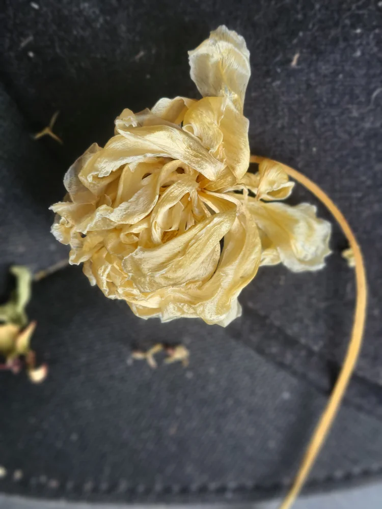 Unique Flowers for Dried Stem Production