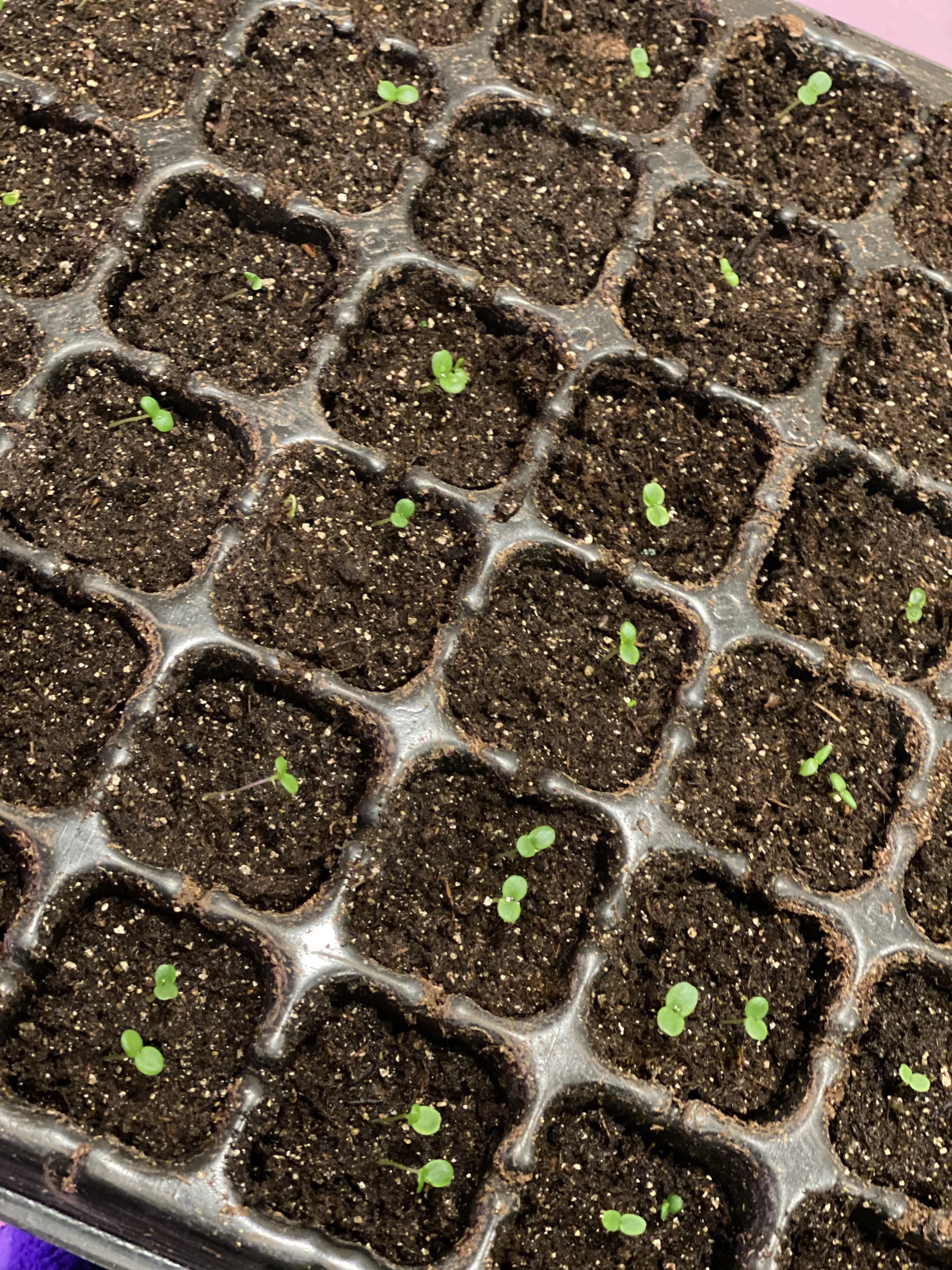 All About Pansies: How to Grow Them + A Variety Guide