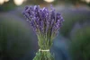 Your Guide to Growing Lavender the Flower Farmer Way