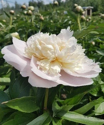 A Beginner’s Guide to Peony Bloom Forms