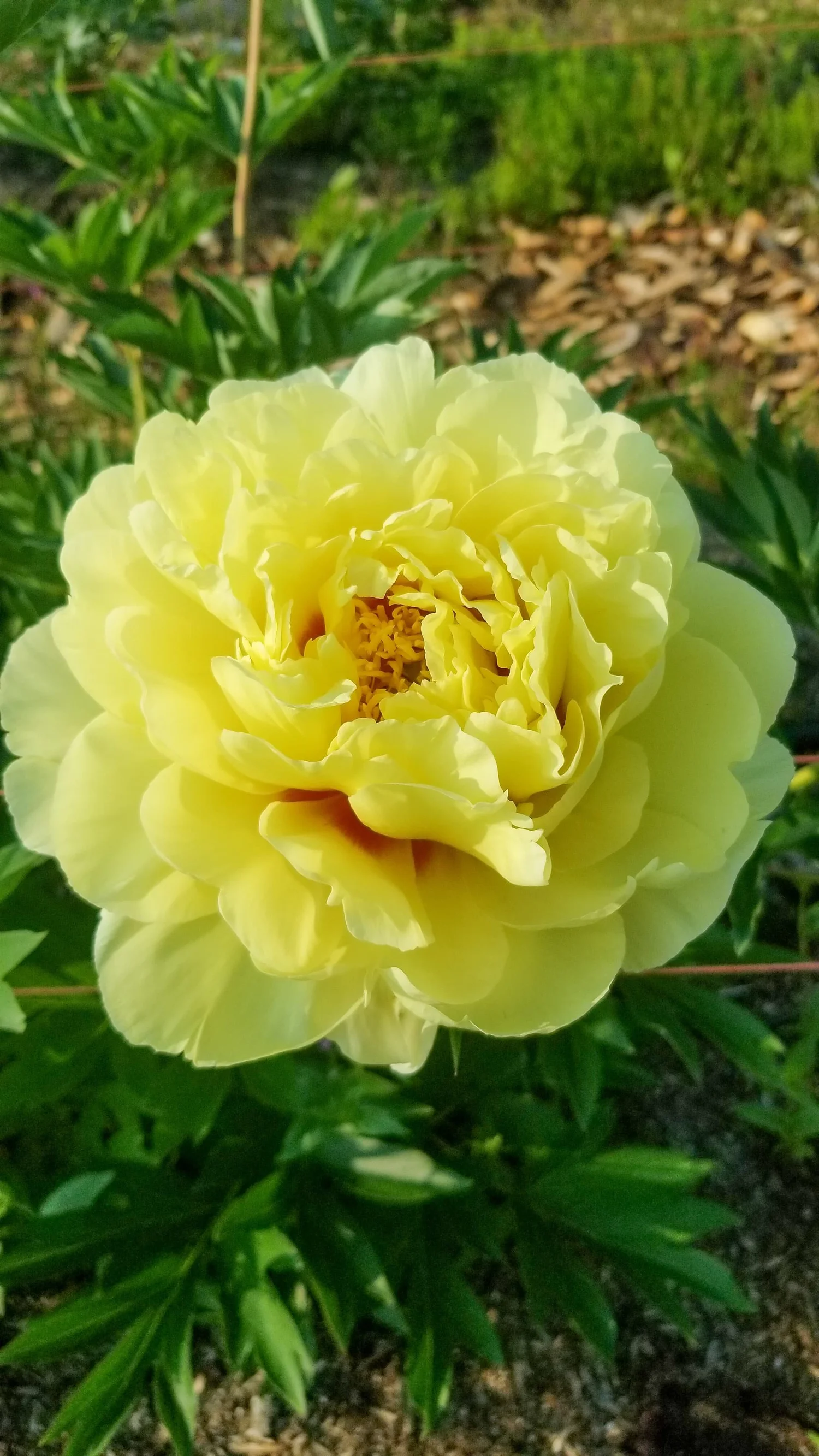 A Beginner’s Guide to Peony Bloom Forms