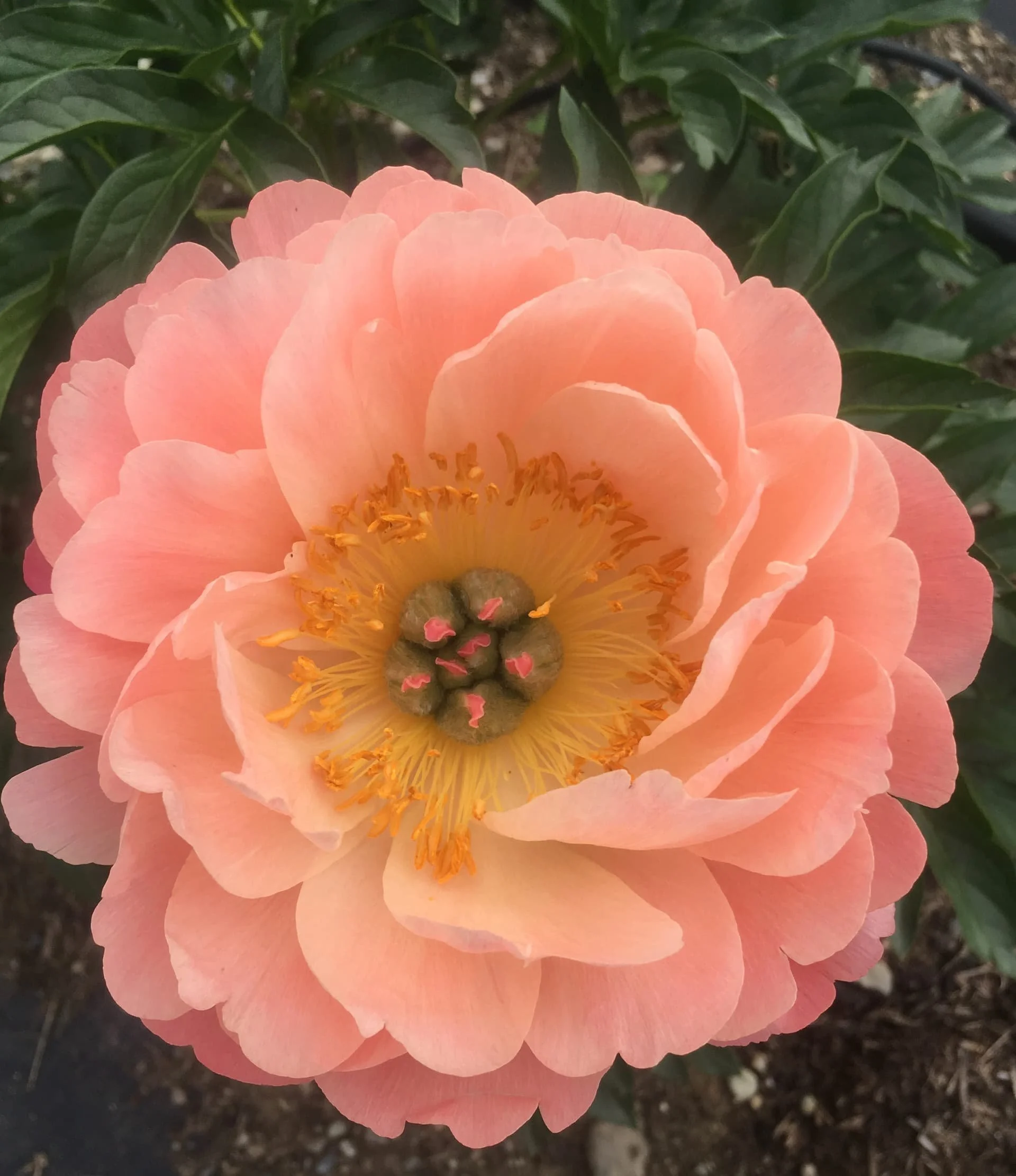 A Beginner’s Guide to Peony Bloom Forms