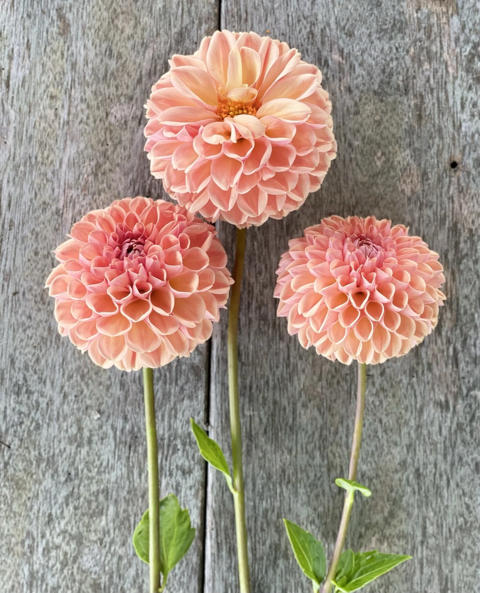 Lessons Learned in Flower Farming with Fleur Flower Farm