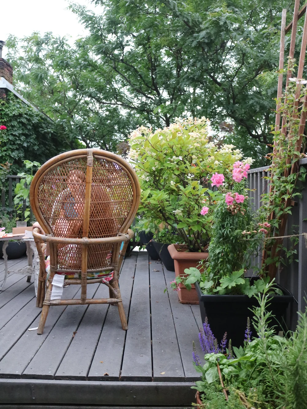 Top Tips for Growing Cut Flowers in Containers