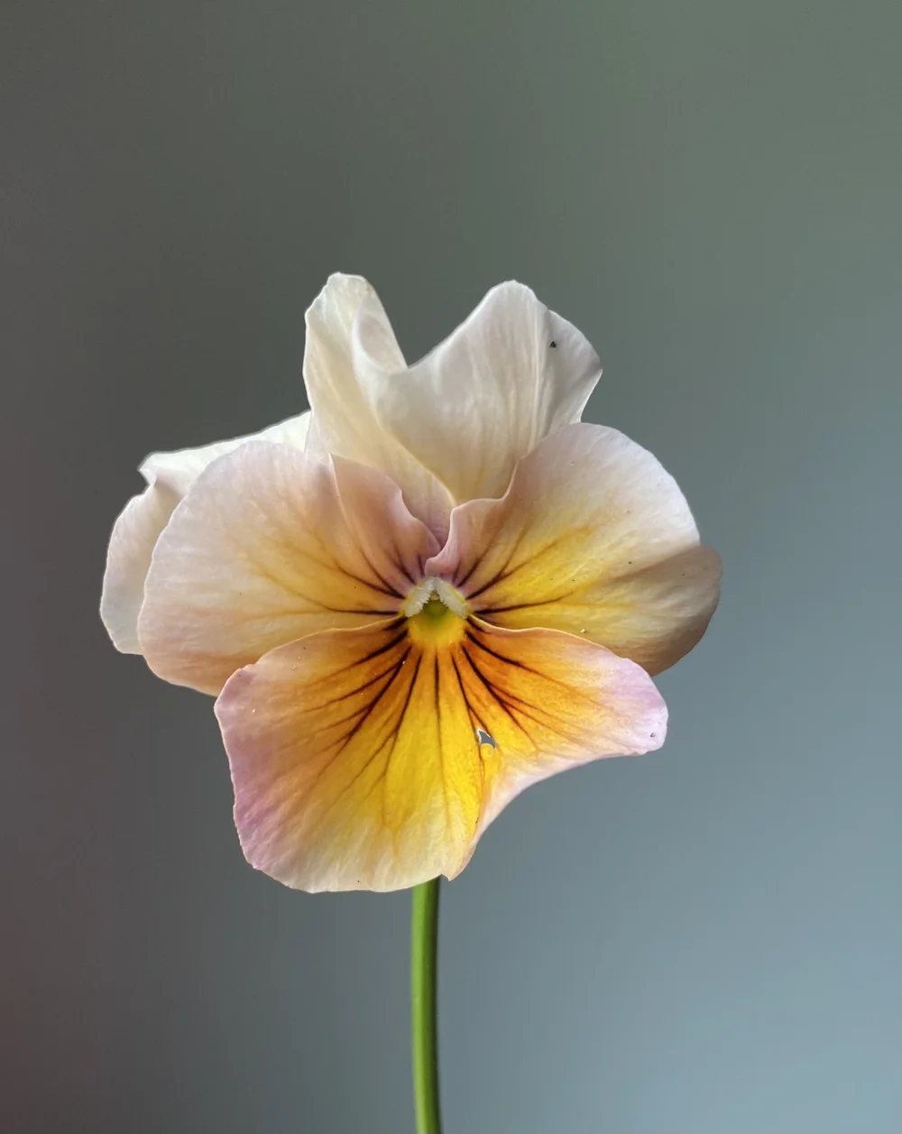 All About Pansies: How to Grow Them + A Variety Guide