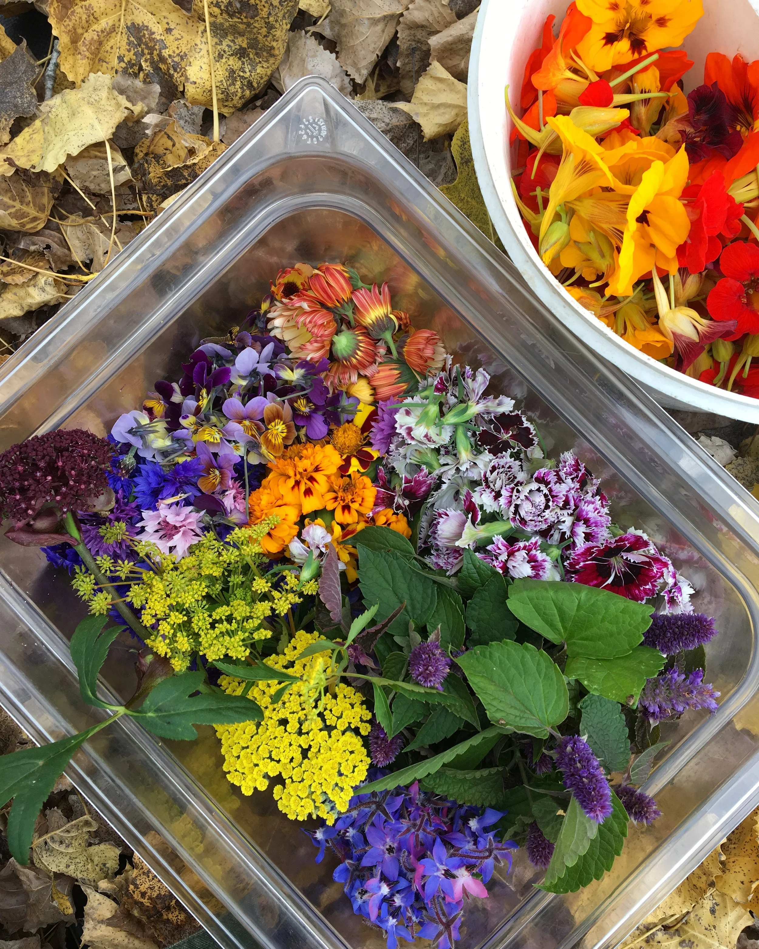 The In's and Out's of Foraging with Deidre Fraser