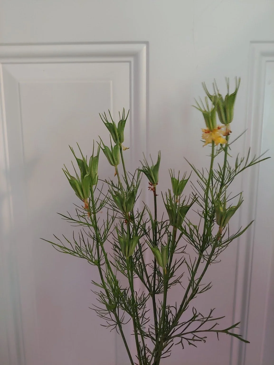 Unique Flowers for Dried Stem Production