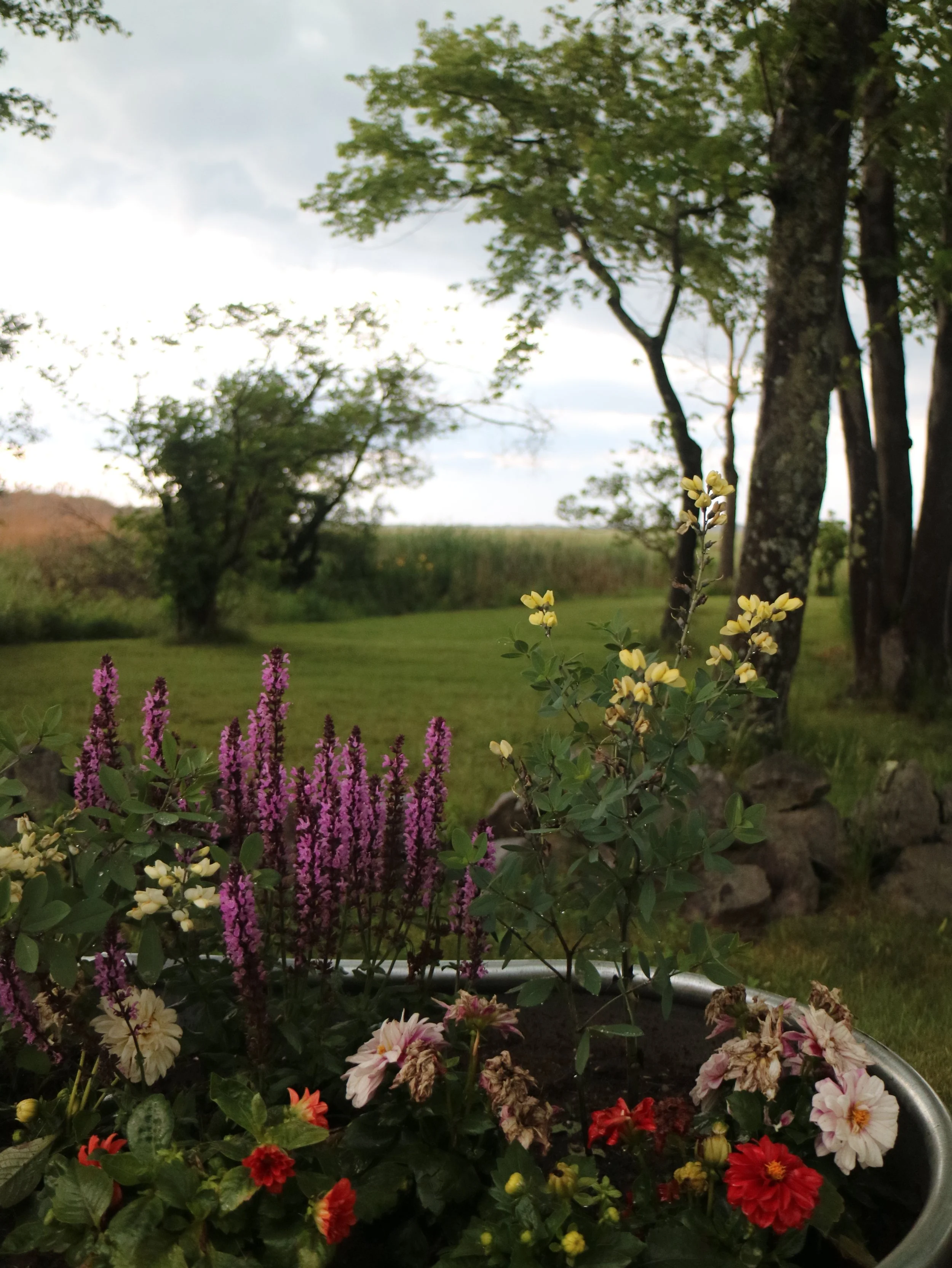 Top Tips for Growing Cut Flowers in Containers