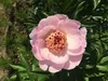 A Beginner’s Guide to Peony Bloom Forms