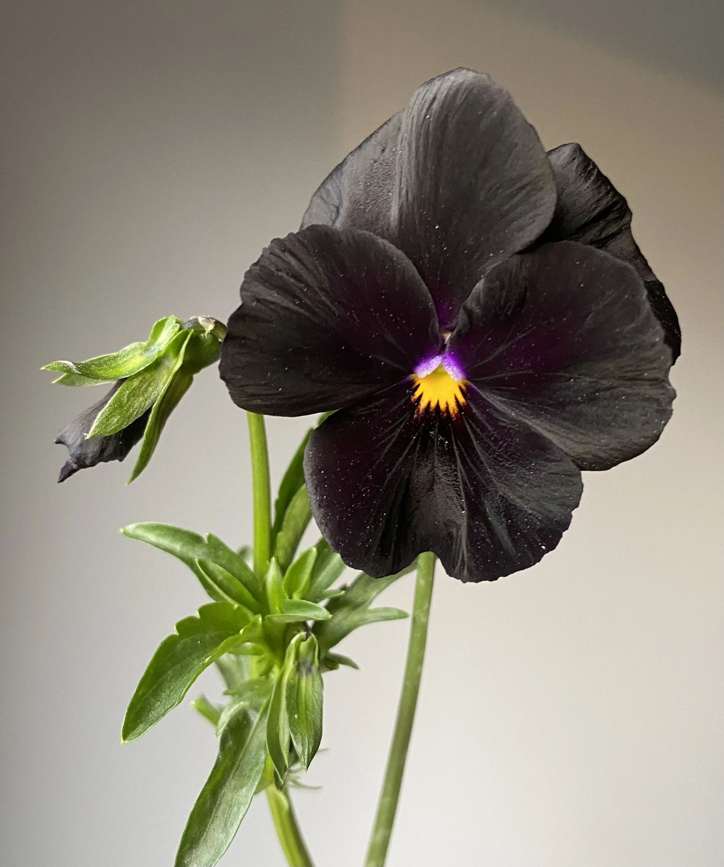 All About Pansies: How to Grow Them + A Variety Guide