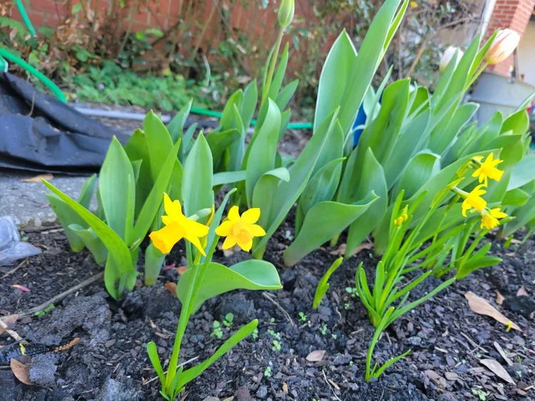 Tips for Growing Dutch Bulbs in Subtropical Climates