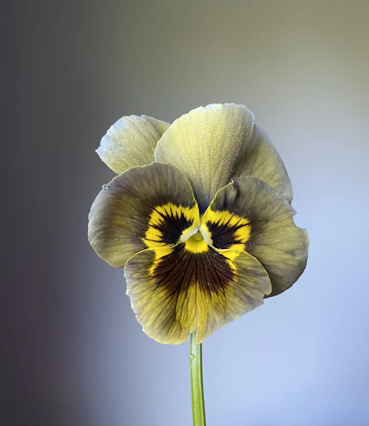 All About Pansies: How to Grow Them + A Variety Guide
