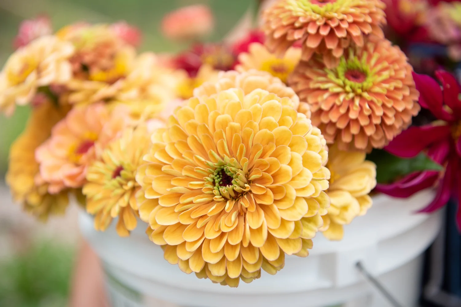 Helpful Tips for Starting a Flower Farm Business from Scratch