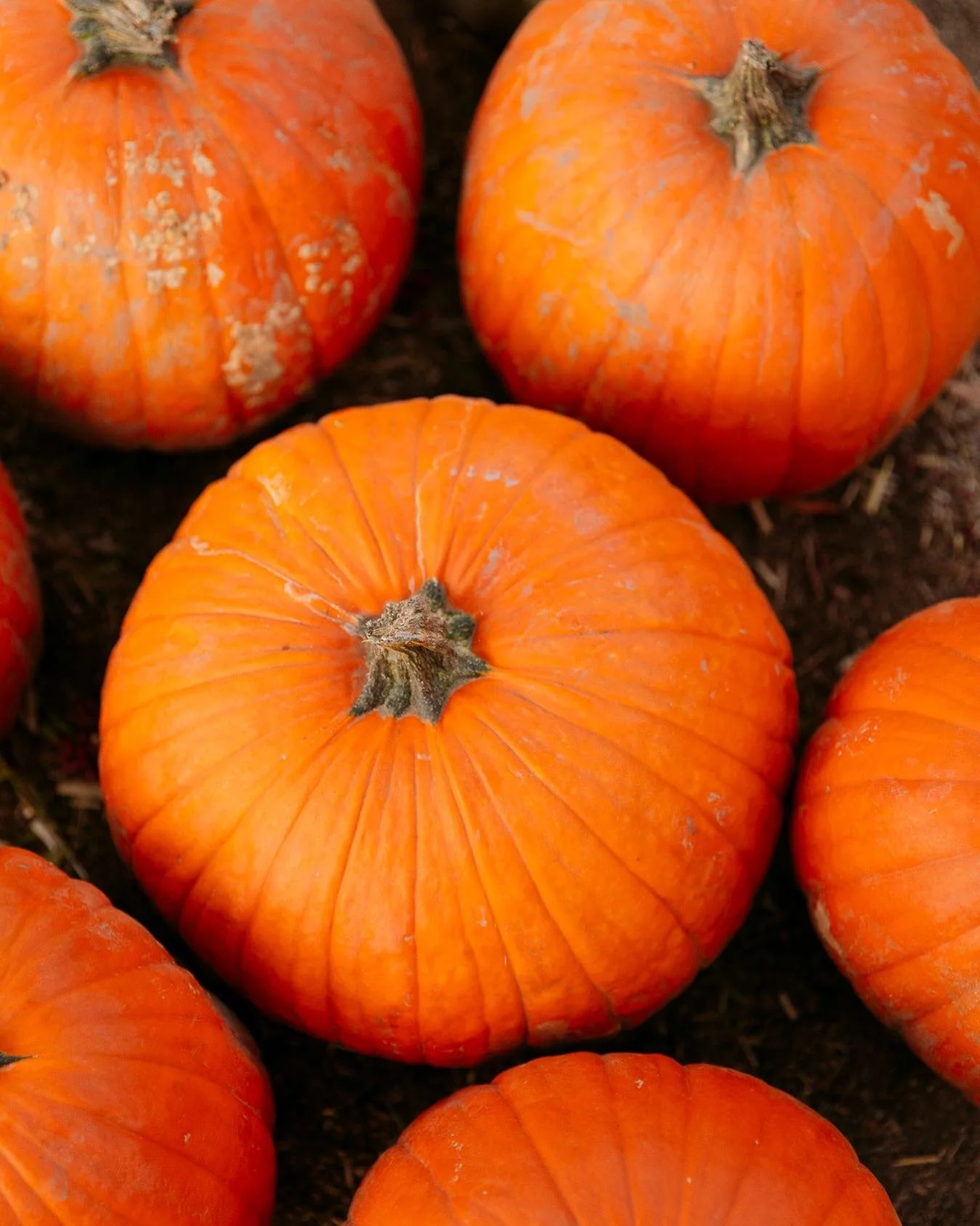 Peltzer Pumpkin Farm