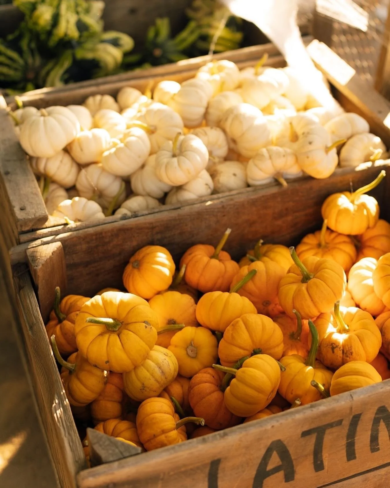 Peltzer Pumpkin Farm