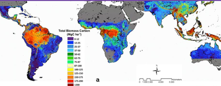 Leveraging AI to Better Map and Monitor Carbon Stocks — Xyonix, AI ...