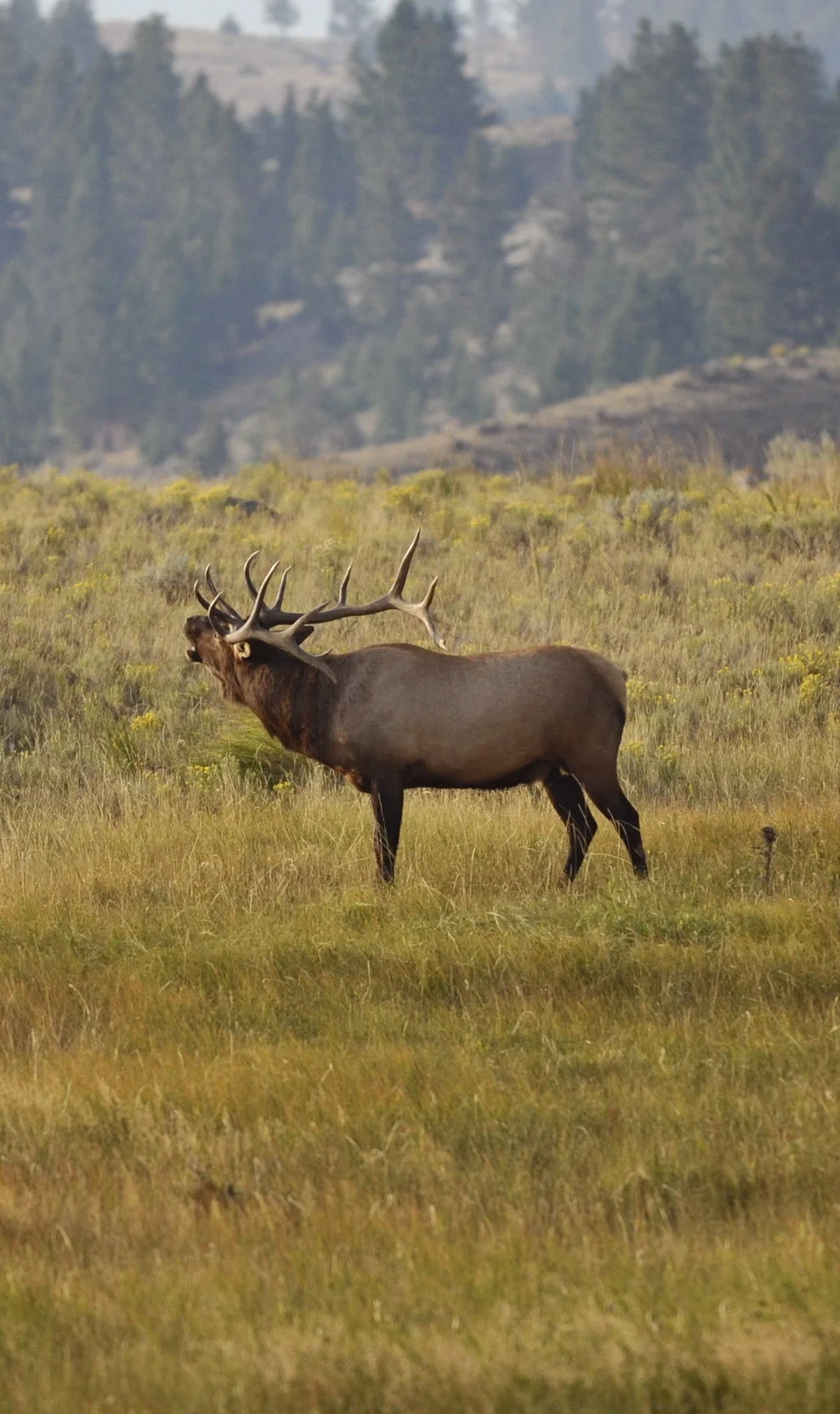 CONSERVATION — Jack Creek Preserve Foundation