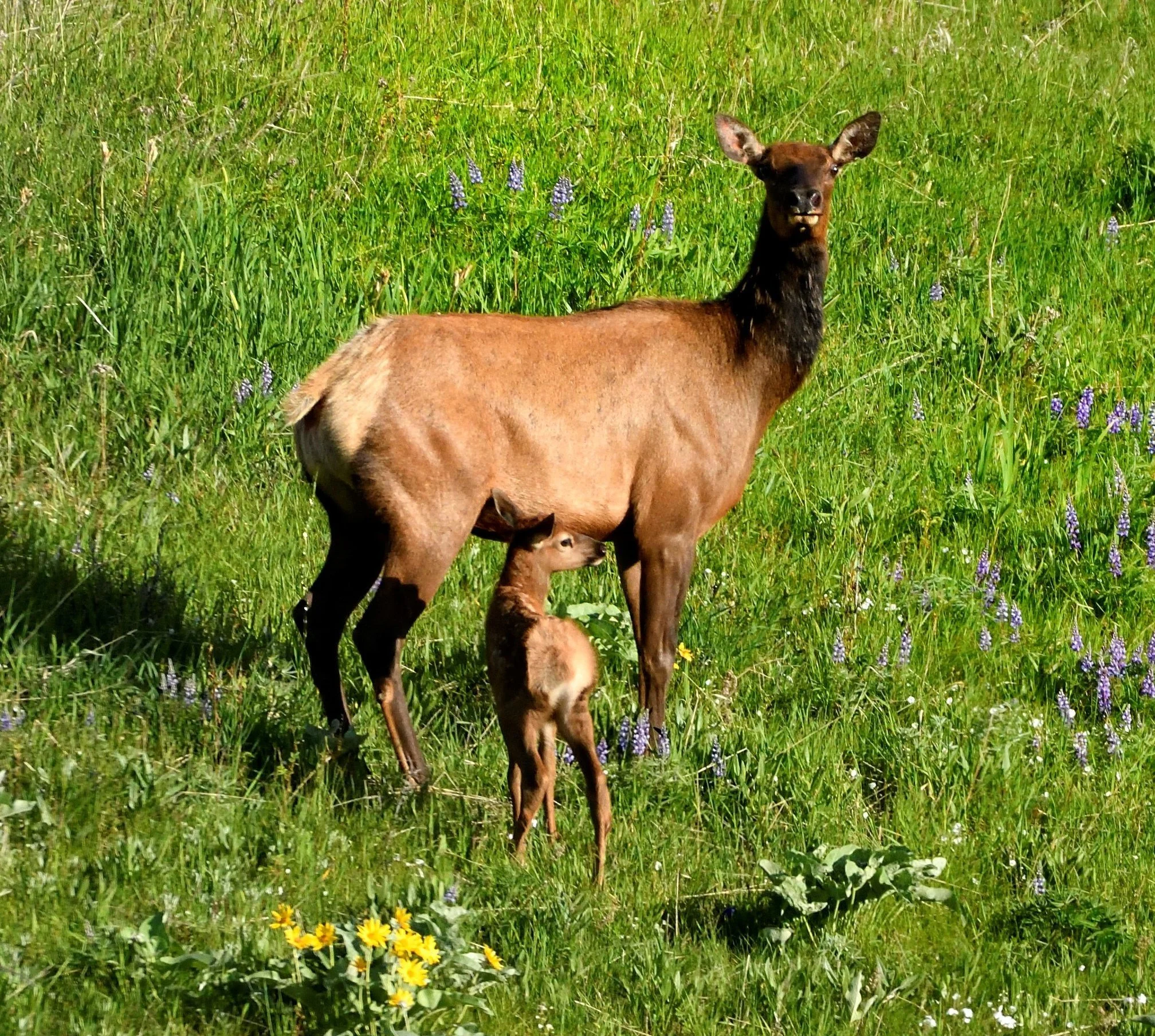 Educational Programming — Jack Creek Preserve Foundation