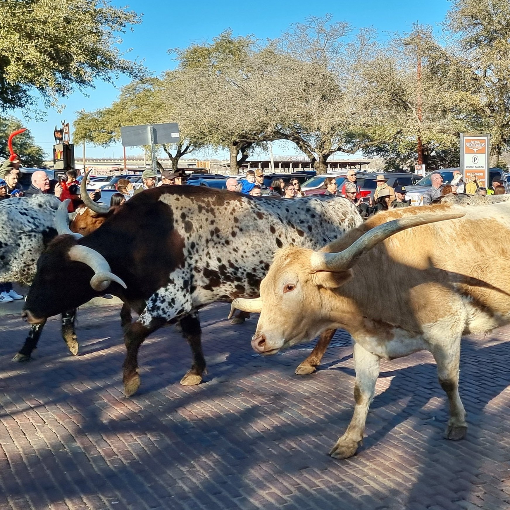 Applying for Pre-Med to UT-Austin — Tex Admissions