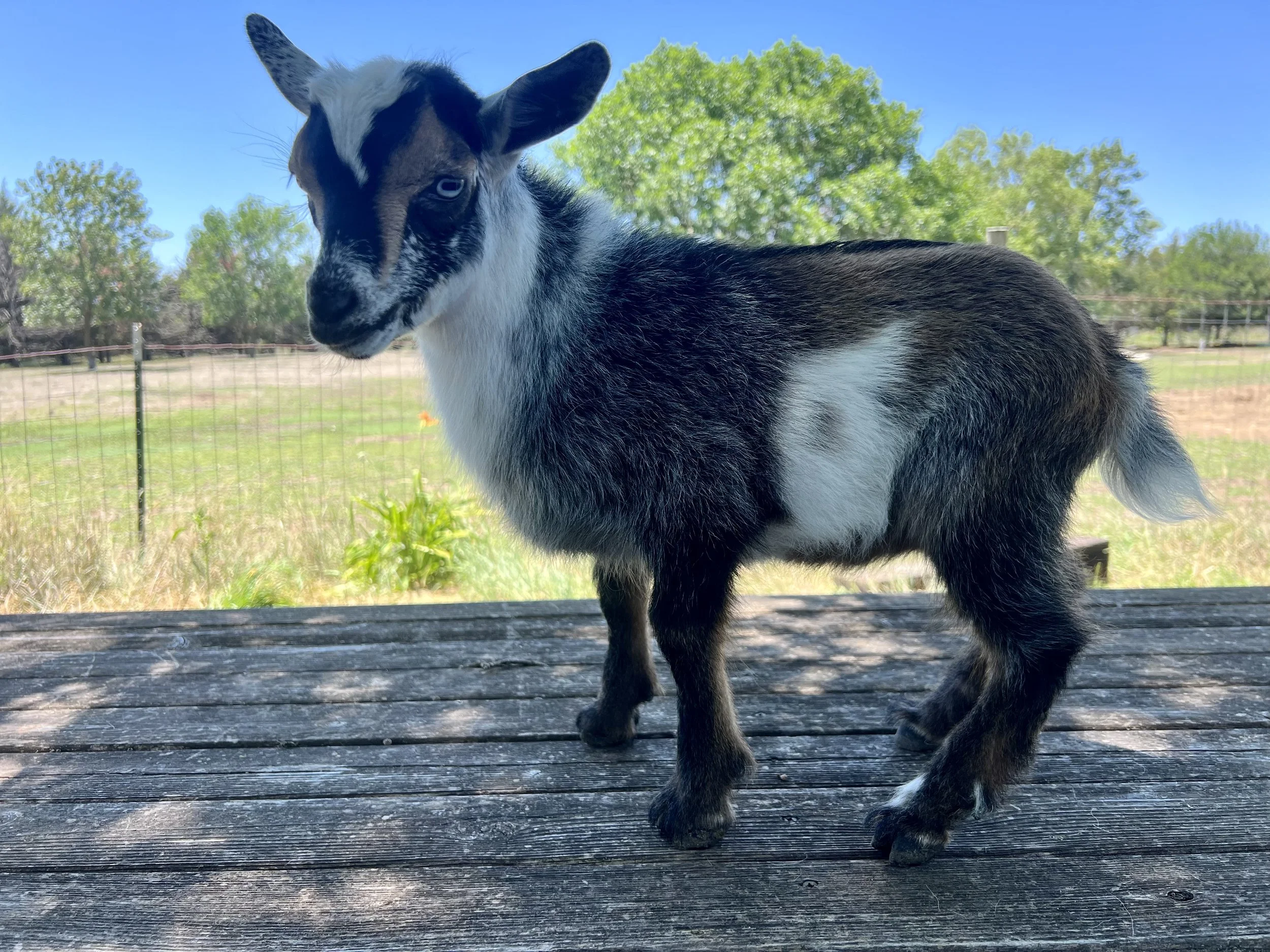 Nigerian Dwarf Goats Blue Eyes