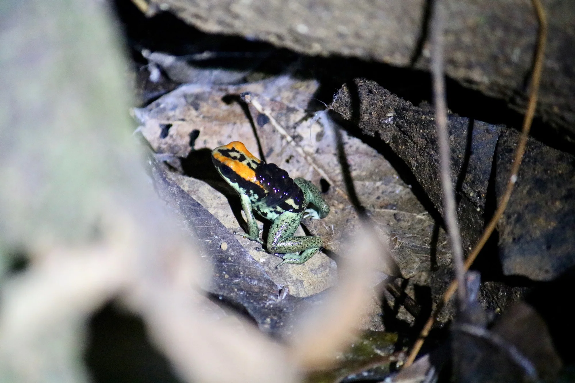 Golfodulcean Poison Frog (Phyllobates Vittatus) - Golfo Dulce Retreat ...